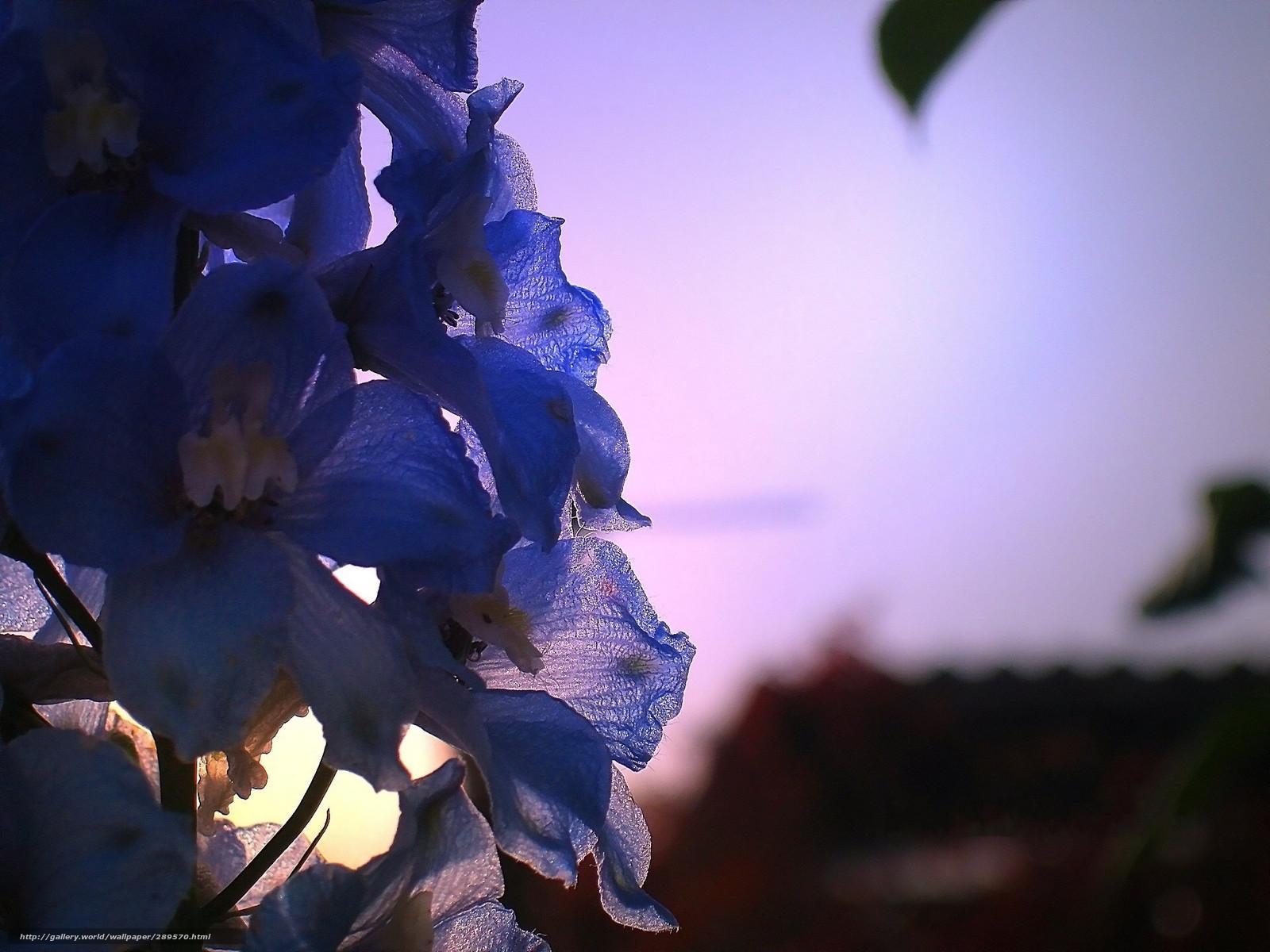 Delphinium Wallpapers - Top Free Delphinium Backgrounds - WallpaperAccess