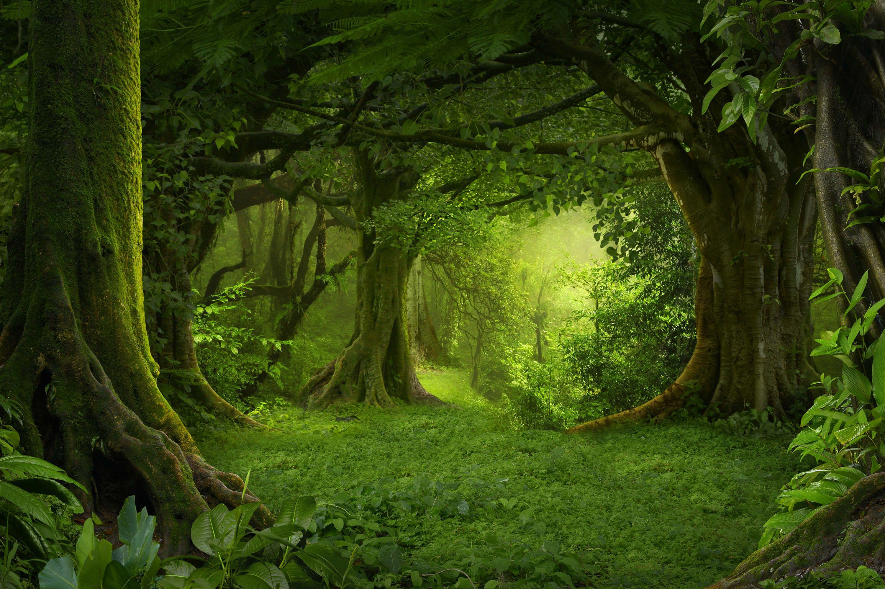 Jungle Green Wallpapers - Top Free Jungle Green Backgrounds ...
