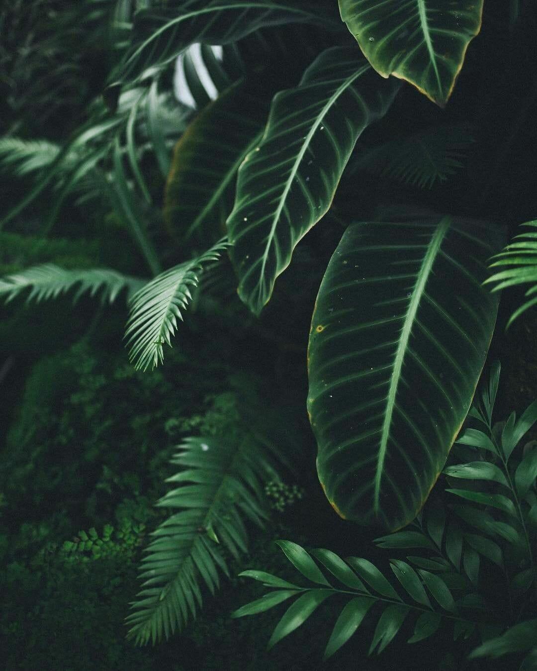 Jungle Green Wallpapers - Top Free Jungle Green Backgrounds ...