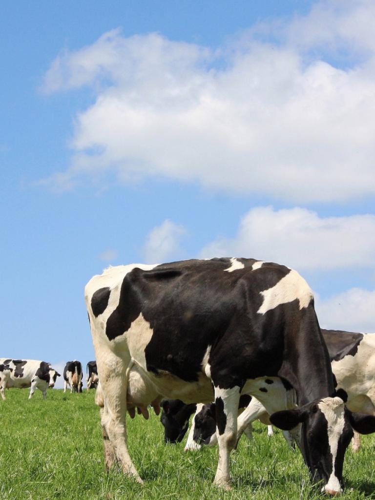 Dairy Wallpapers - Top Free Dairy Backgrounds - WallpaperAccess