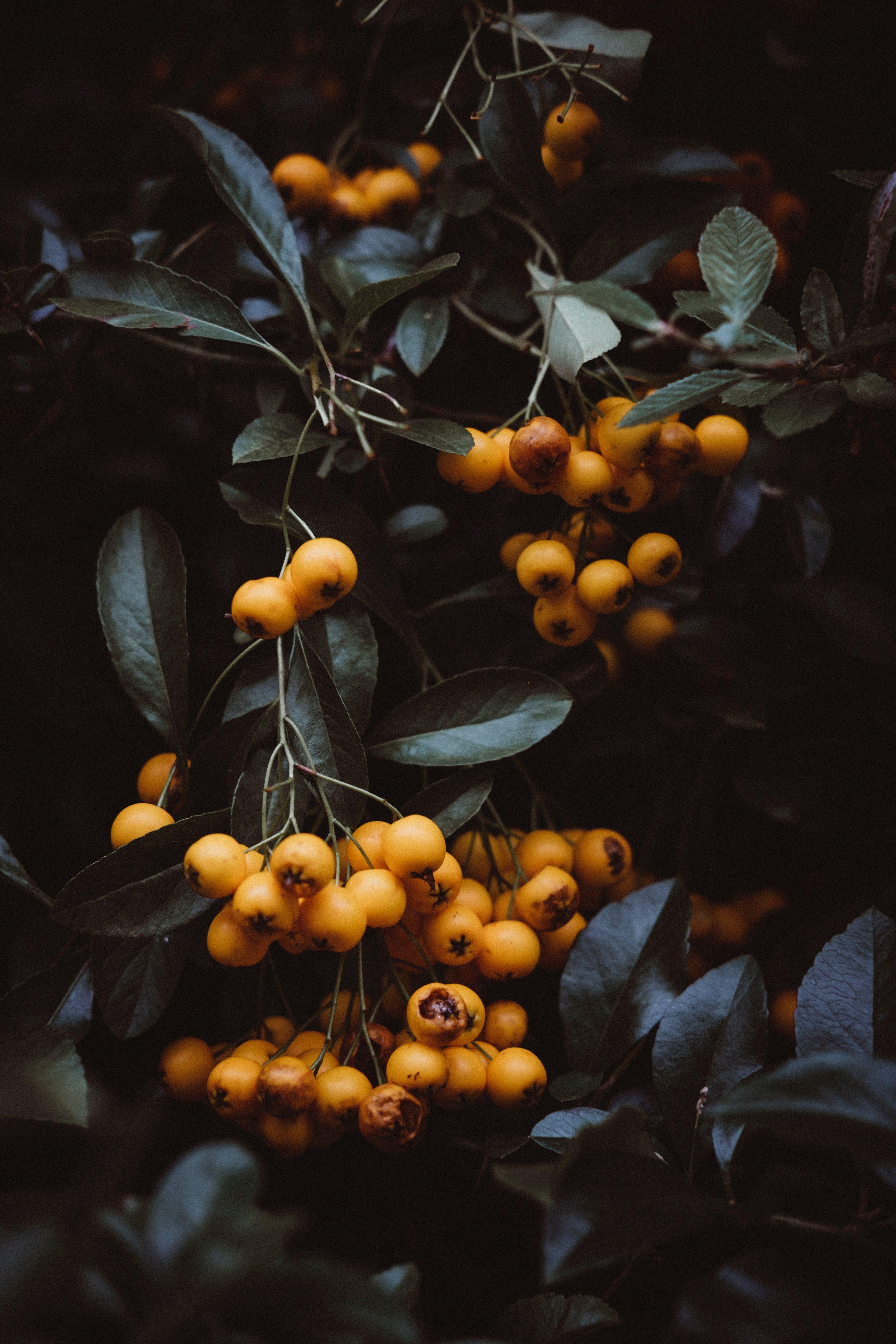 Persimmon Wallpapers - Top Free Persimmon Backgrounds - WallpaperAccess