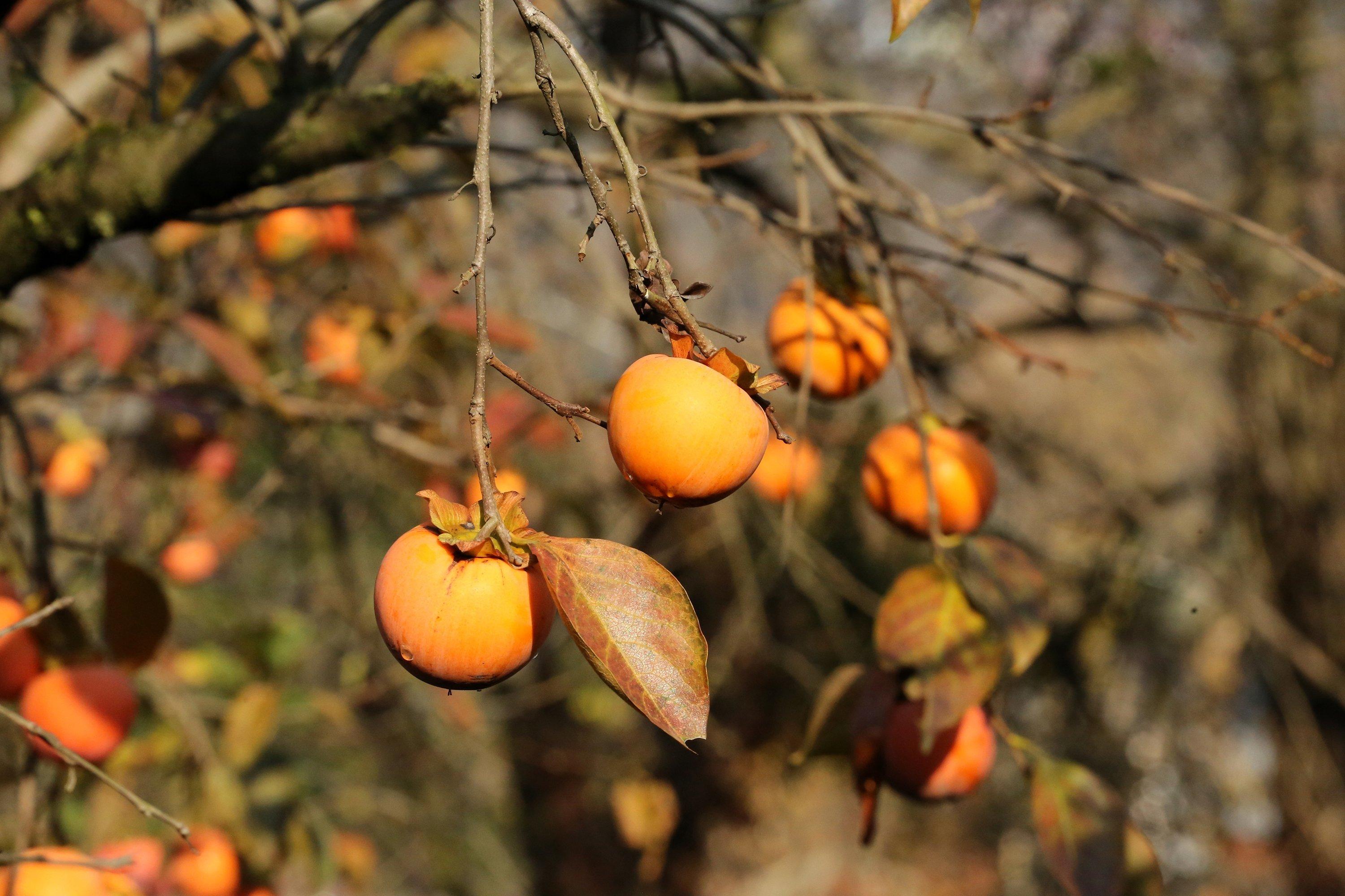 Persimmon Wallpapers - Top Free Persimmon Backgrounds - WallpaperAccess