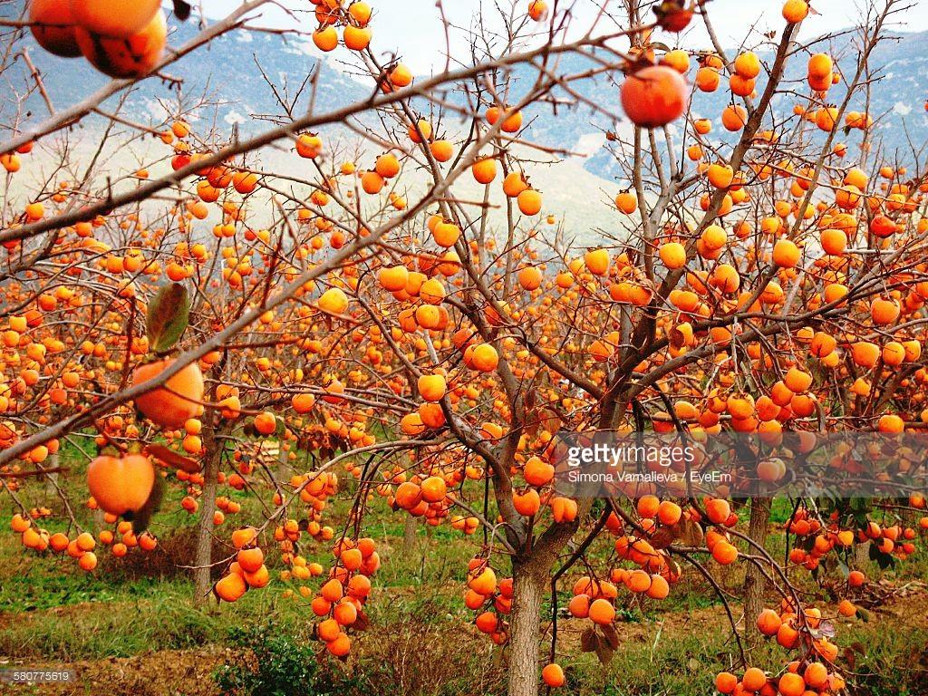 Persimmon Wallpapers - Top Free Persimmon Backgrounds - WallpaperAccess