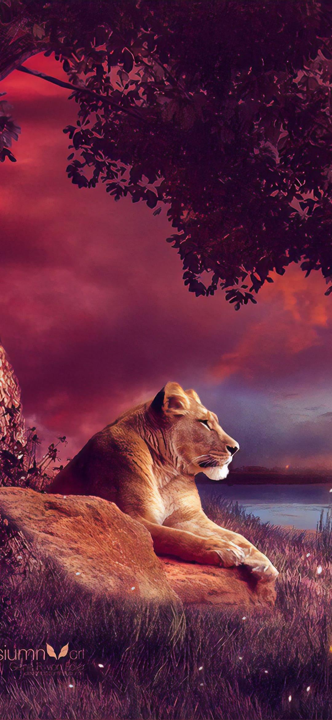 Lion For Mobile Wallpapers - Top Free Lion For Mobile Backgrounds ...