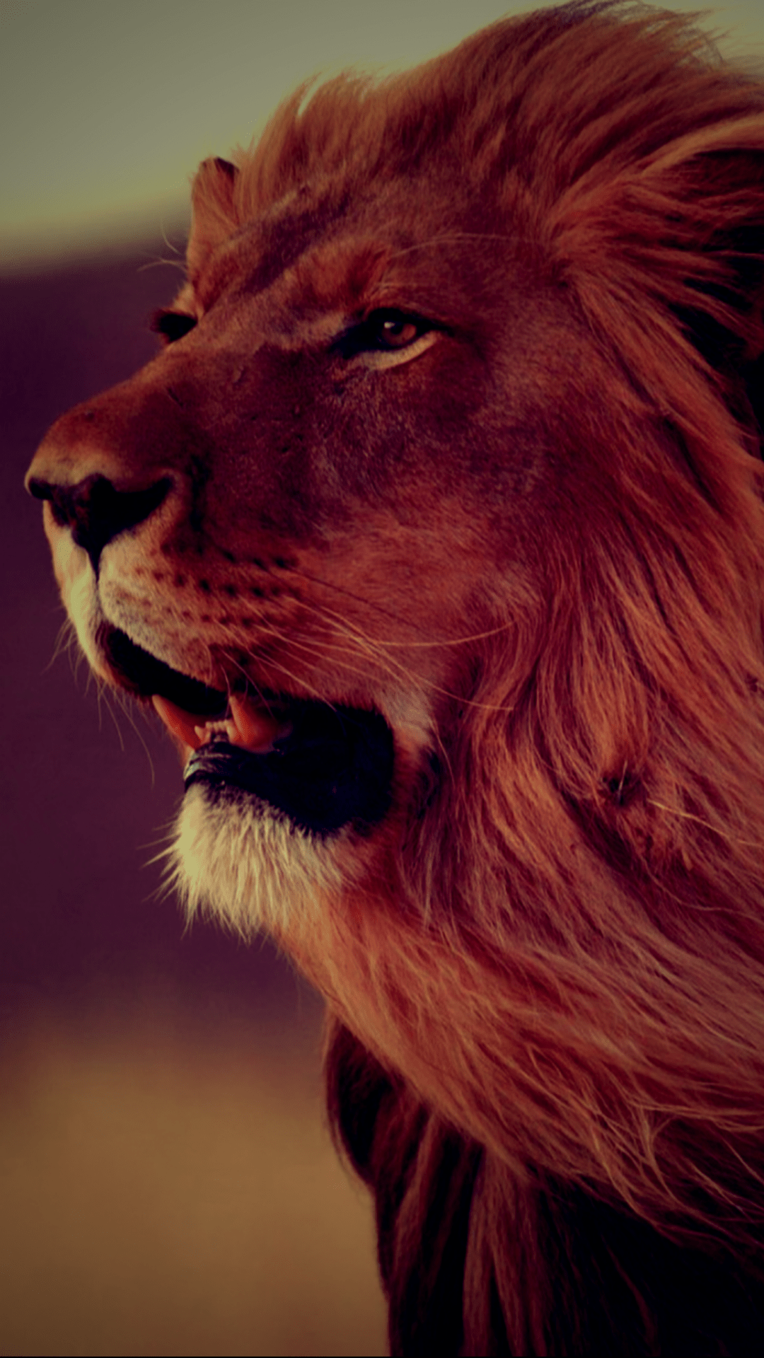 Lion For Mobile Wallpapers - Top Free Lion For Mobile Backgrounds ...