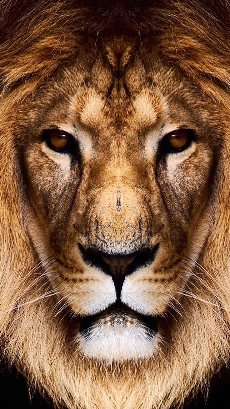 Lion For Mobile Wallpapers - Top Free Lion For Mobile Backgrounds ...