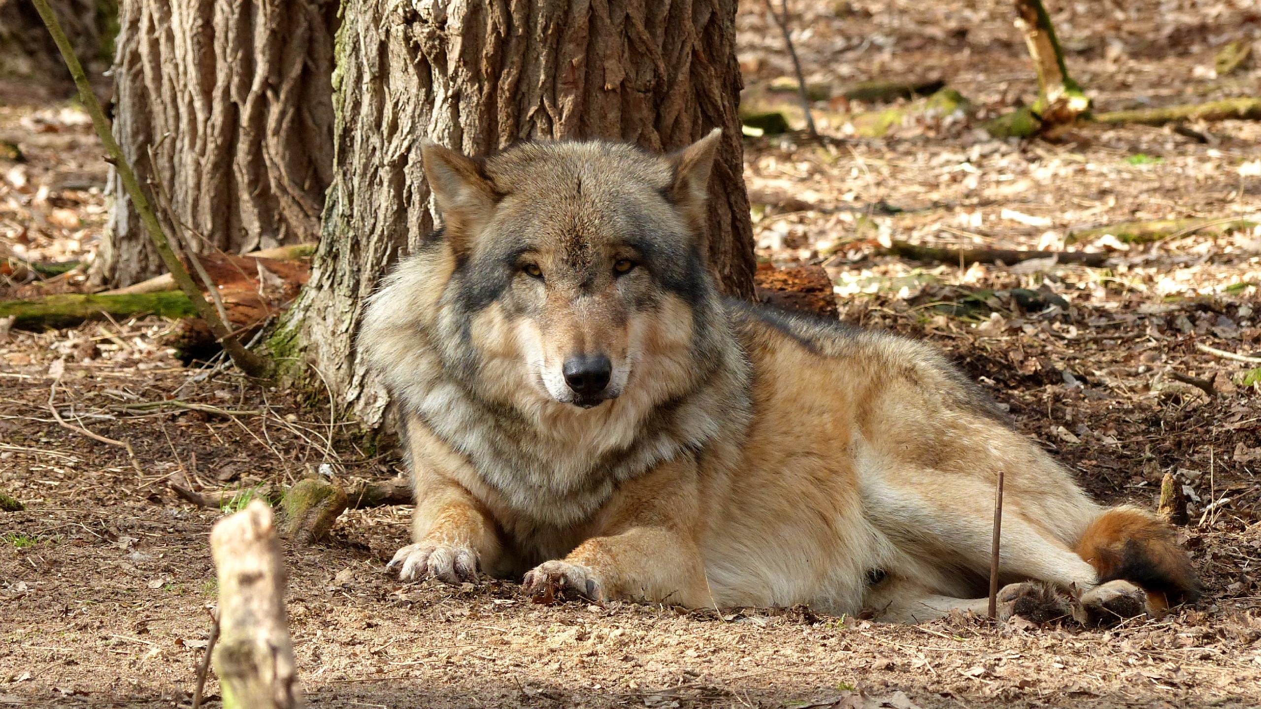 Wolf and Lion Wallpapers - Top Free Wolf and Lion Backgrounds ...