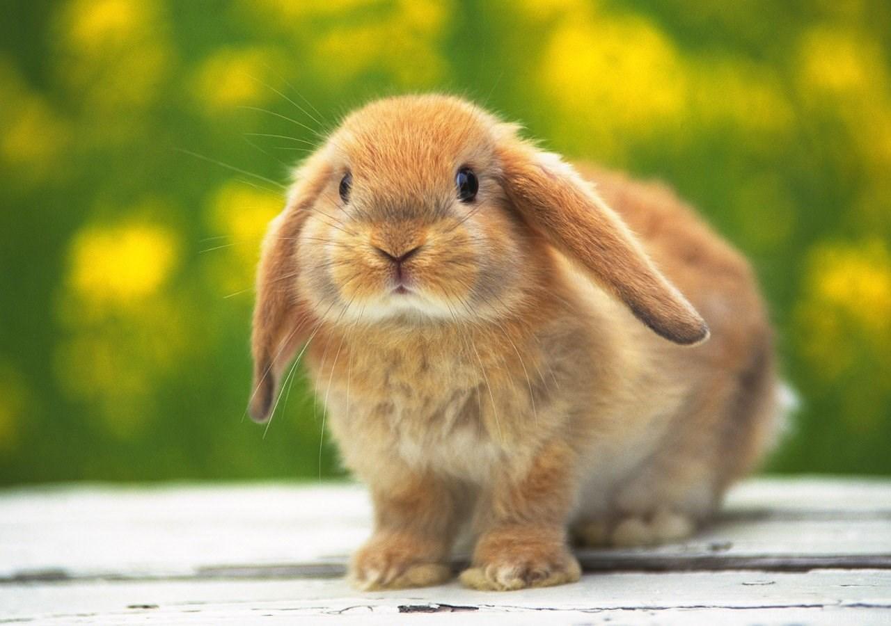 Awesome Bunny Wallpapers - Top Free Awesome Bunny Backgrounds ...