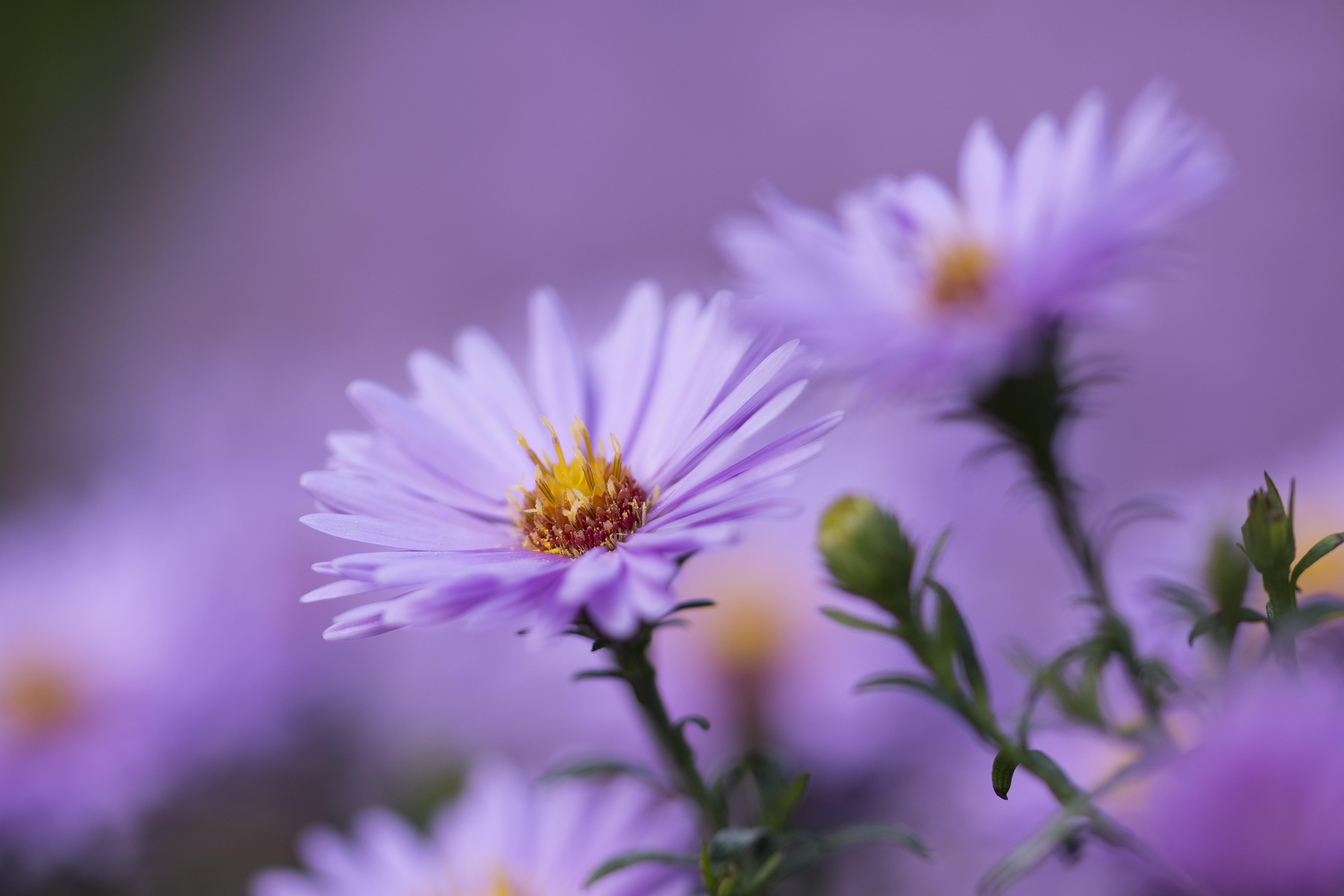 Peaceful Flowers Wallpapers - Top Free Peaceful Flowers Backgrounds ...