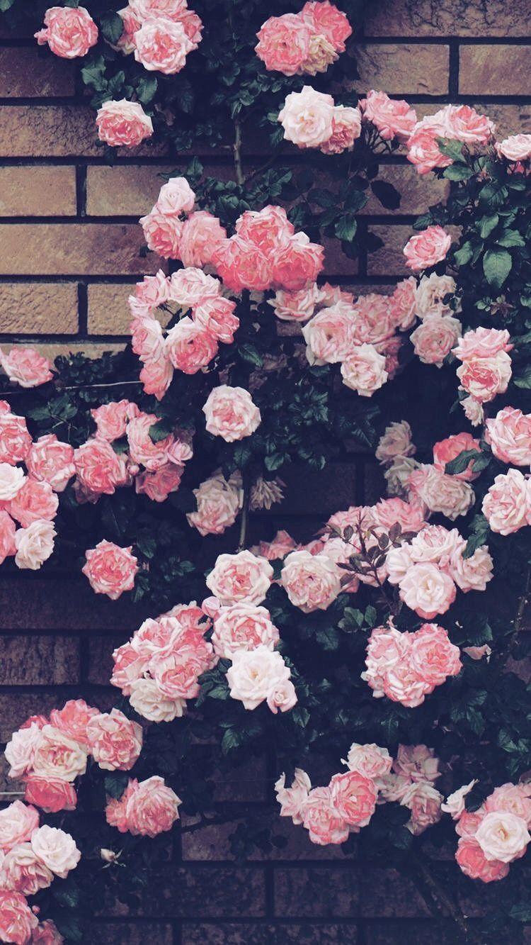 Peaceful Flowers Wallpapers - Top Free Peaceful Flowers Backgrounds ...