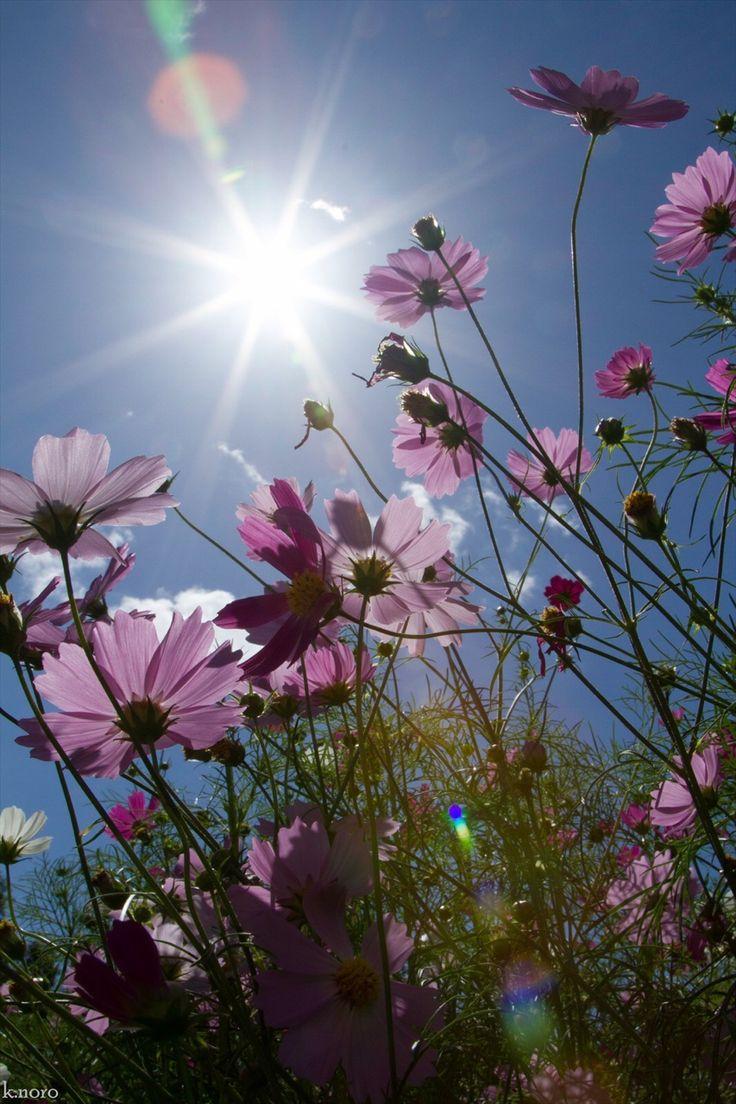 Peaceful Flowers Wallpapers - Top Free Peaceful Flowers Backgrounds ...