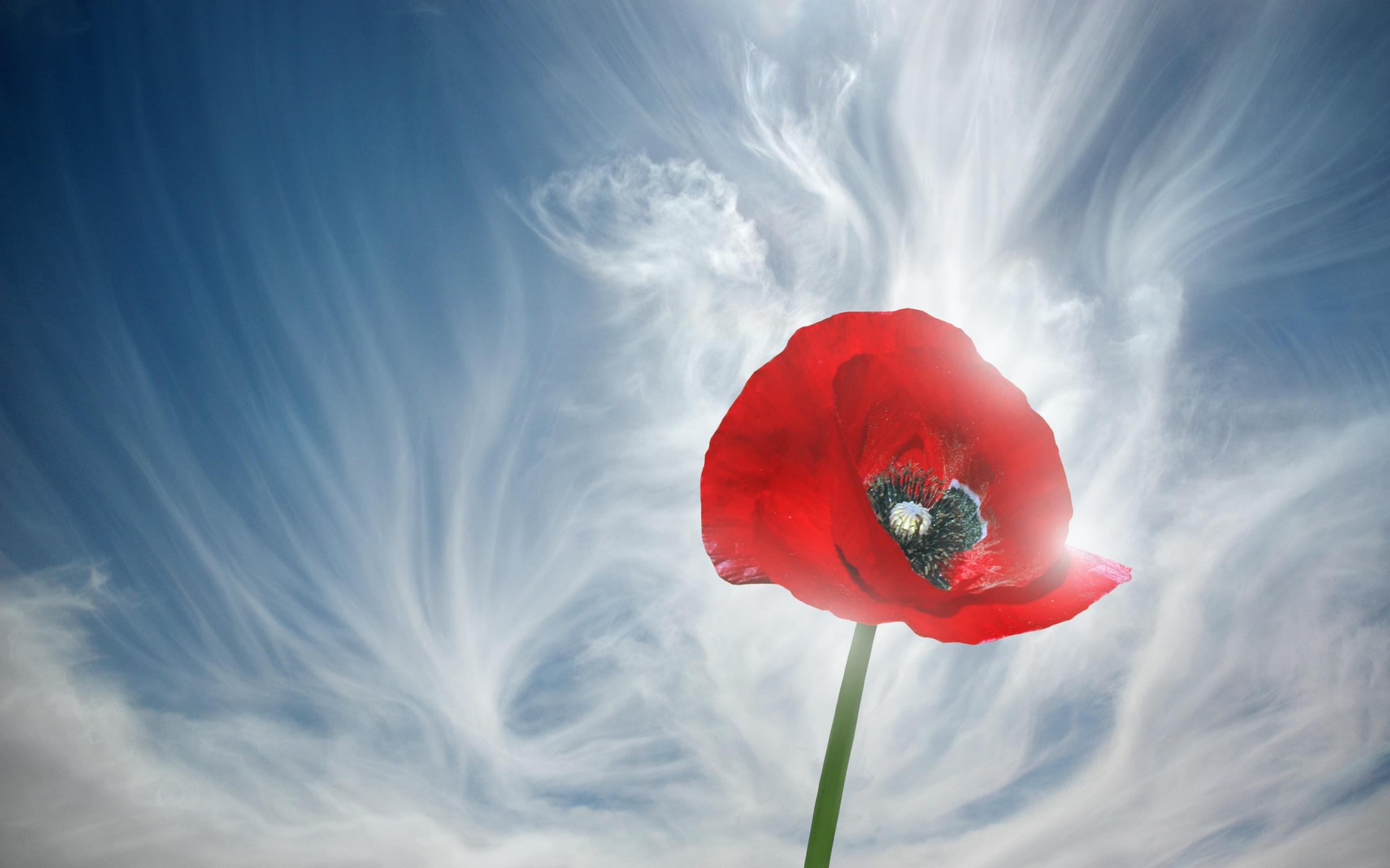 Peaceful Flowers Wallpapers - Top Free Peaceful Flowers Backgrounds ...