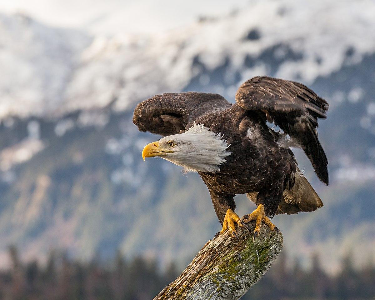 Eagle 8k Wallpapers - Top Free Eagle 8k Backgrounds - WallpaperAccess