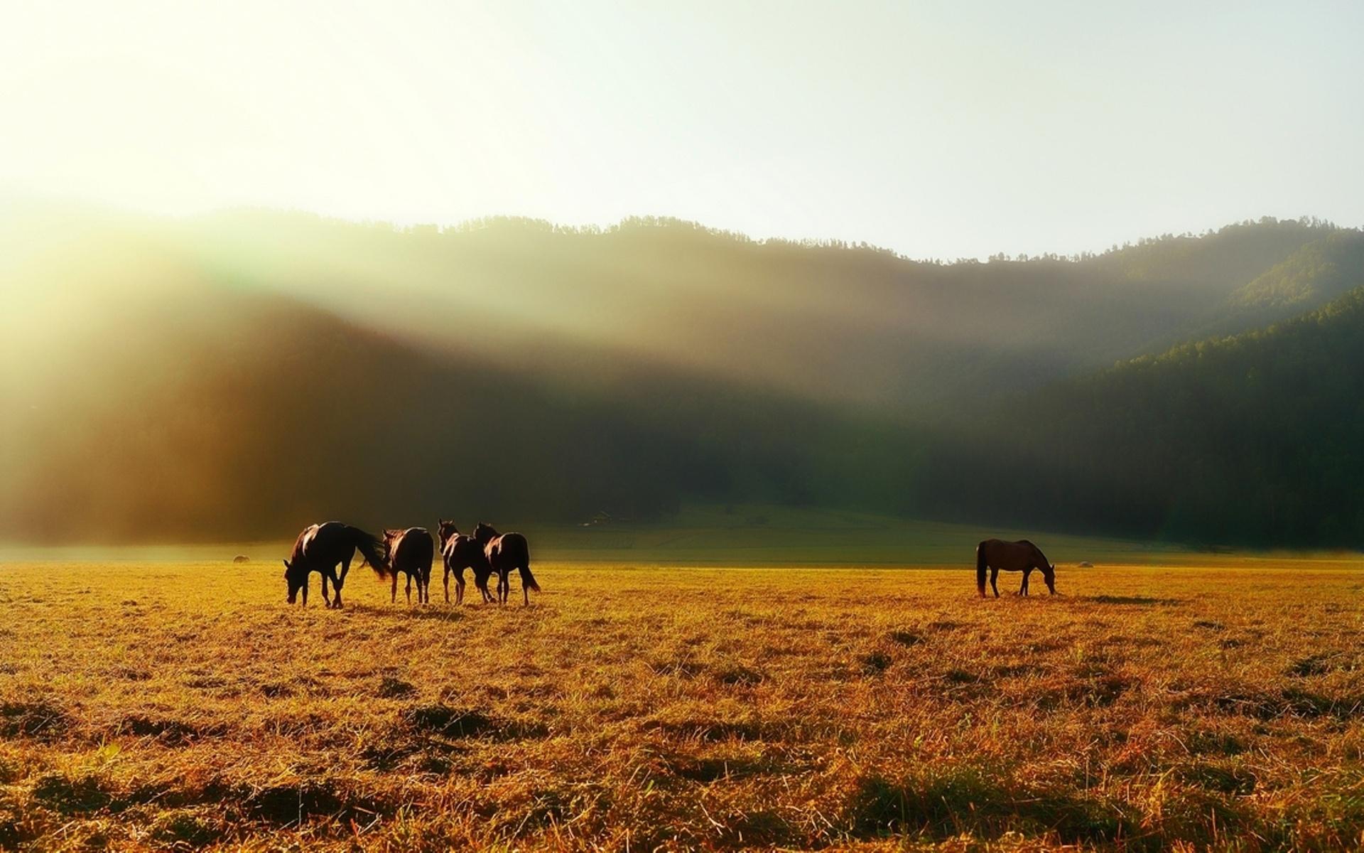 Horse Landscape Wallpapers - Top Free Horse Landscape Backgrounds ...