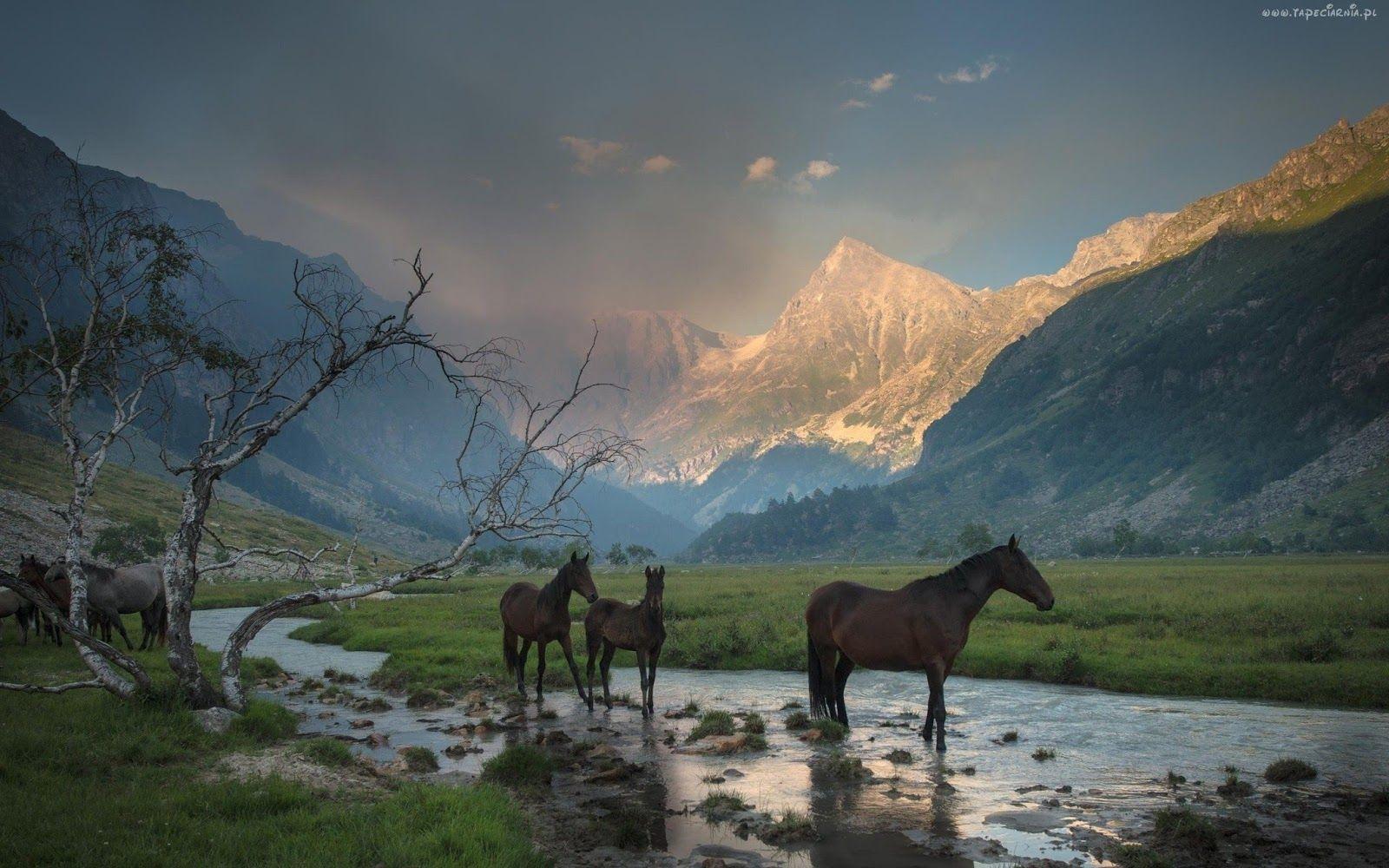 Horse Landscape Wallpapers - Top Free Horse Landscape Backgrounds ...