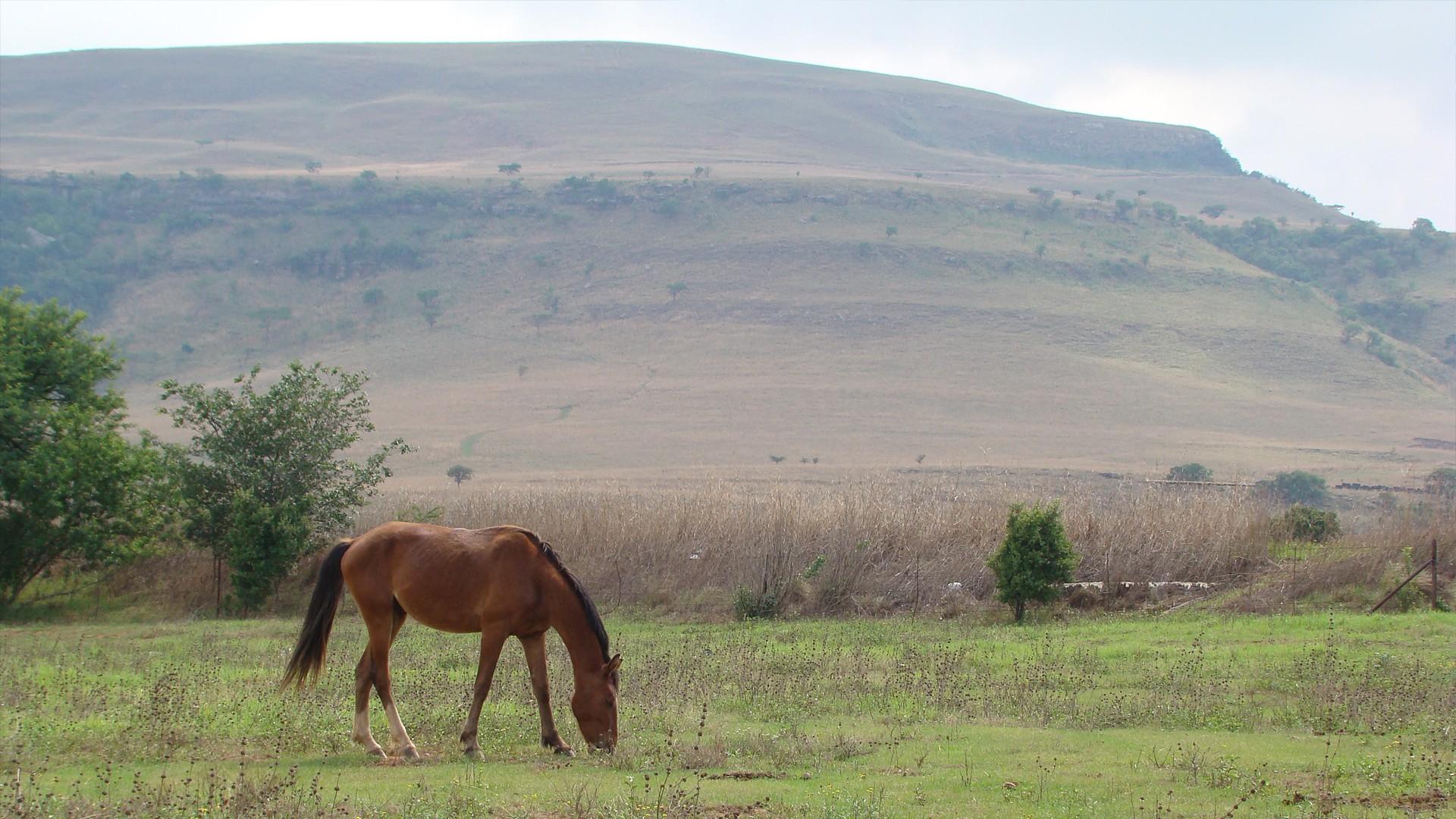 Horse Landscape Wallpapers - Top Free Horse Landscape Backgrounds ...