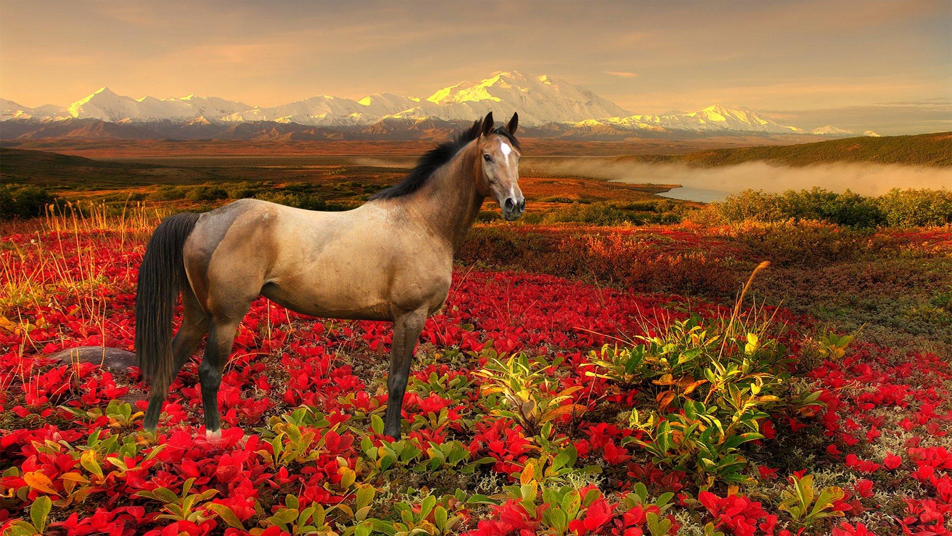 Horse Landscape Wallpapers - Top Free Horse Landscape Backgrounds ...