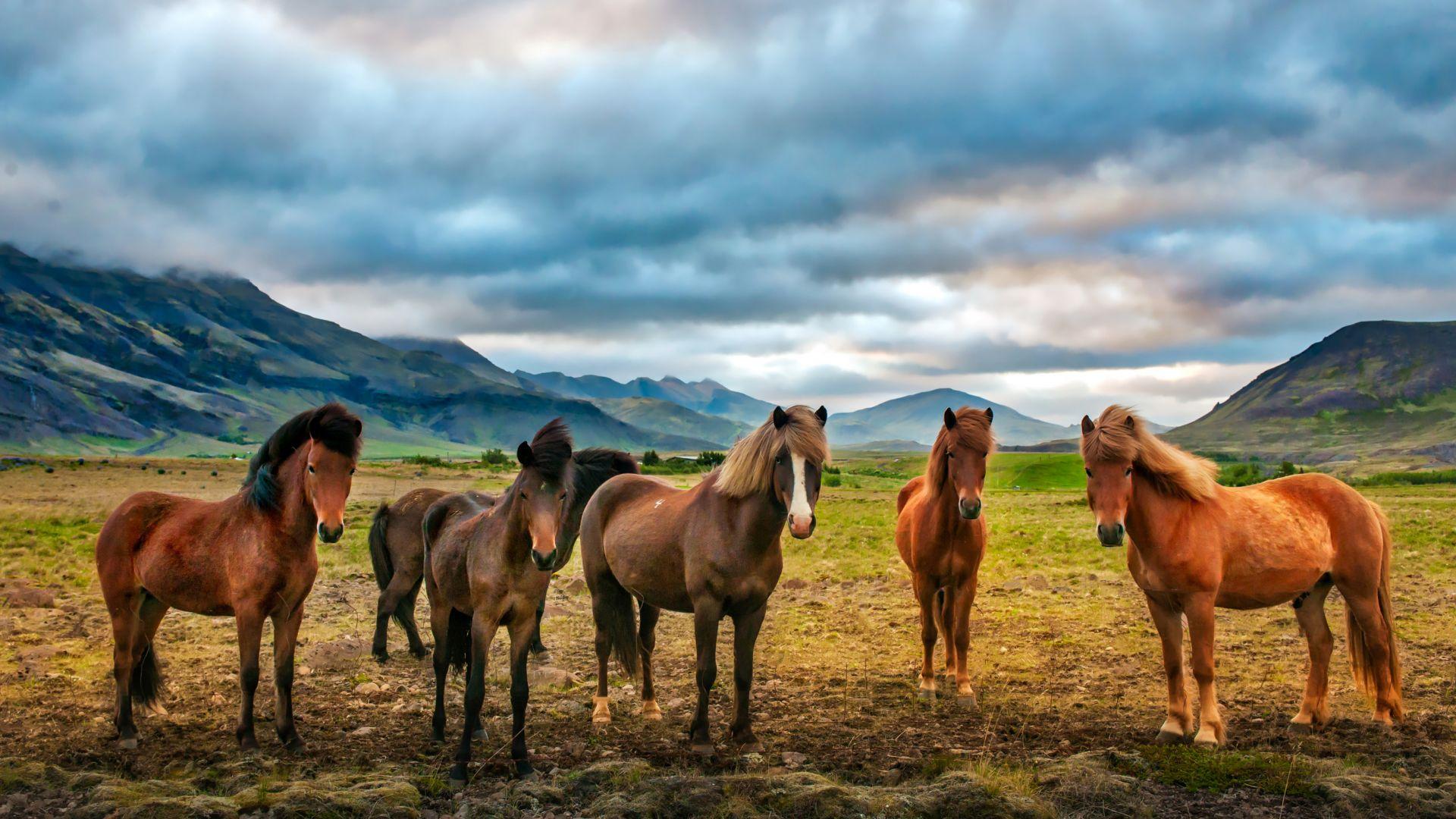 Horse Landscape Wallpapers - Top Free Horse Landscape Backgrounds ...