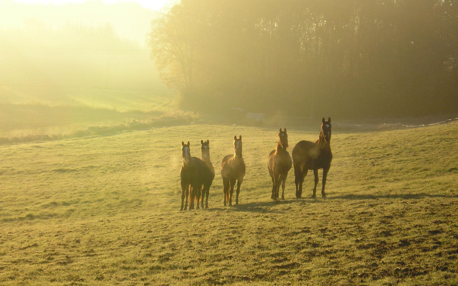 Horse Landscape Wallpapers - Top Free Horse Landscape Backgrounds ...