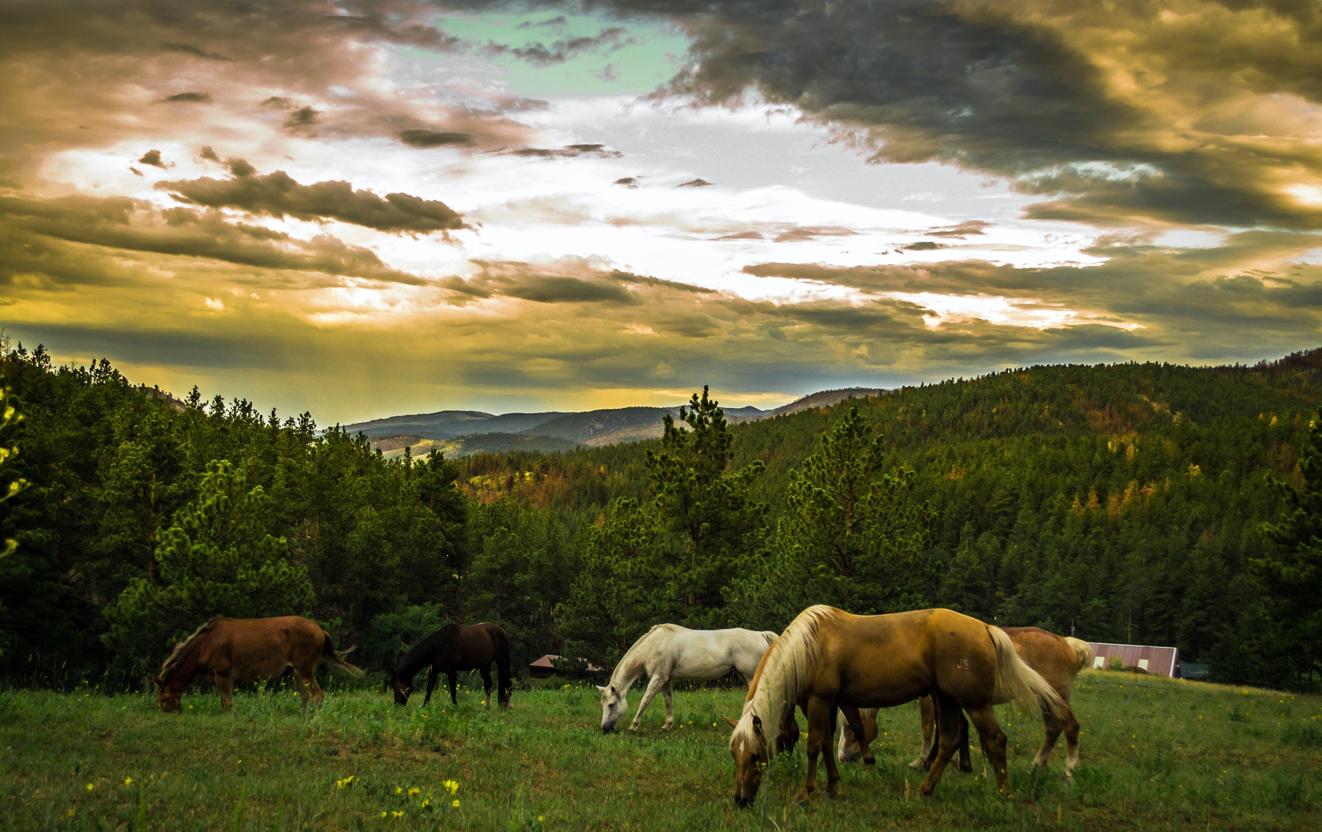 Horse Landscape Wallpapers - Top Free Horse Landscape Backgrounds ...