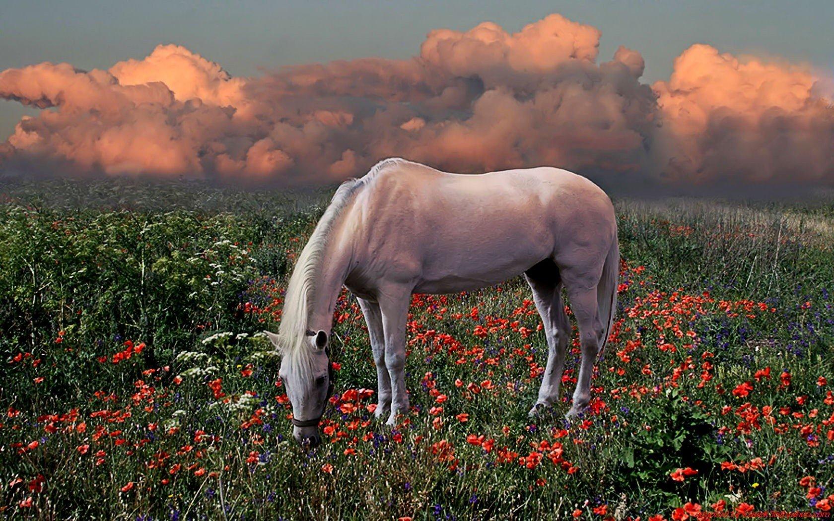 Horse Landscape Wallpapers - Top Free Horse Landscape Backgrounds ...