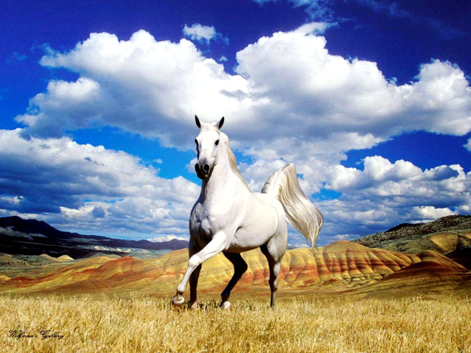Horse Landscape Wallpapers - Top Free Horse Landscape Backgrounds ...