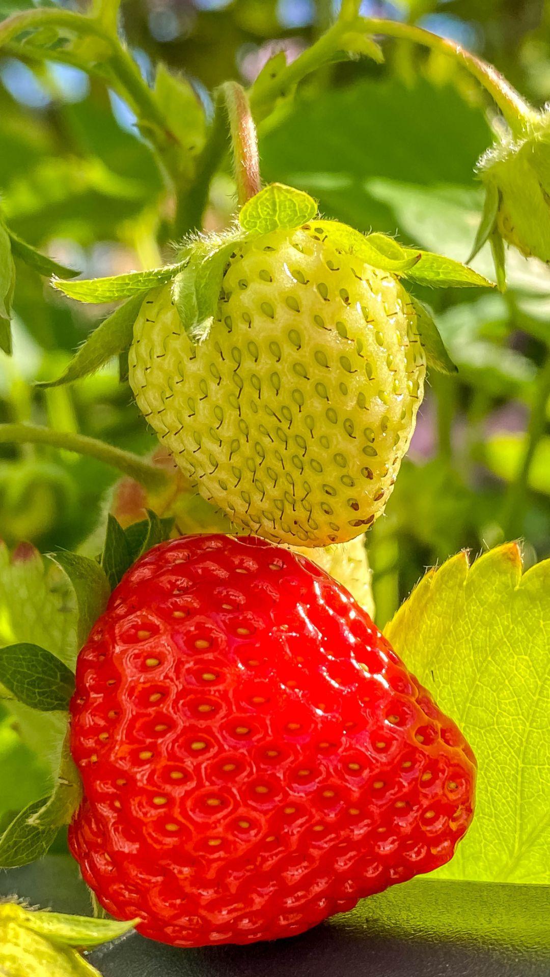 4K Strawberry Wallpapers - Top Free 4K Strawberry Backgrounds ...