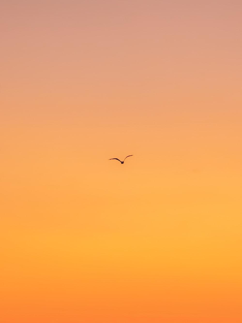 Orange Minimal Wallpapers - Top Free Orange Minimal Backgrounds ...