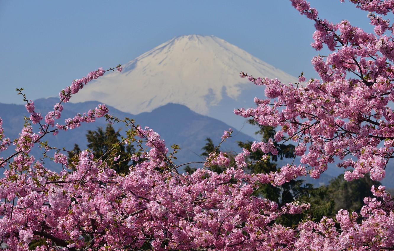 Mount Fuji Cherry Blossom Wallpapers - Top Free Mount Fuji Cherry Blossom Backgrounds ...