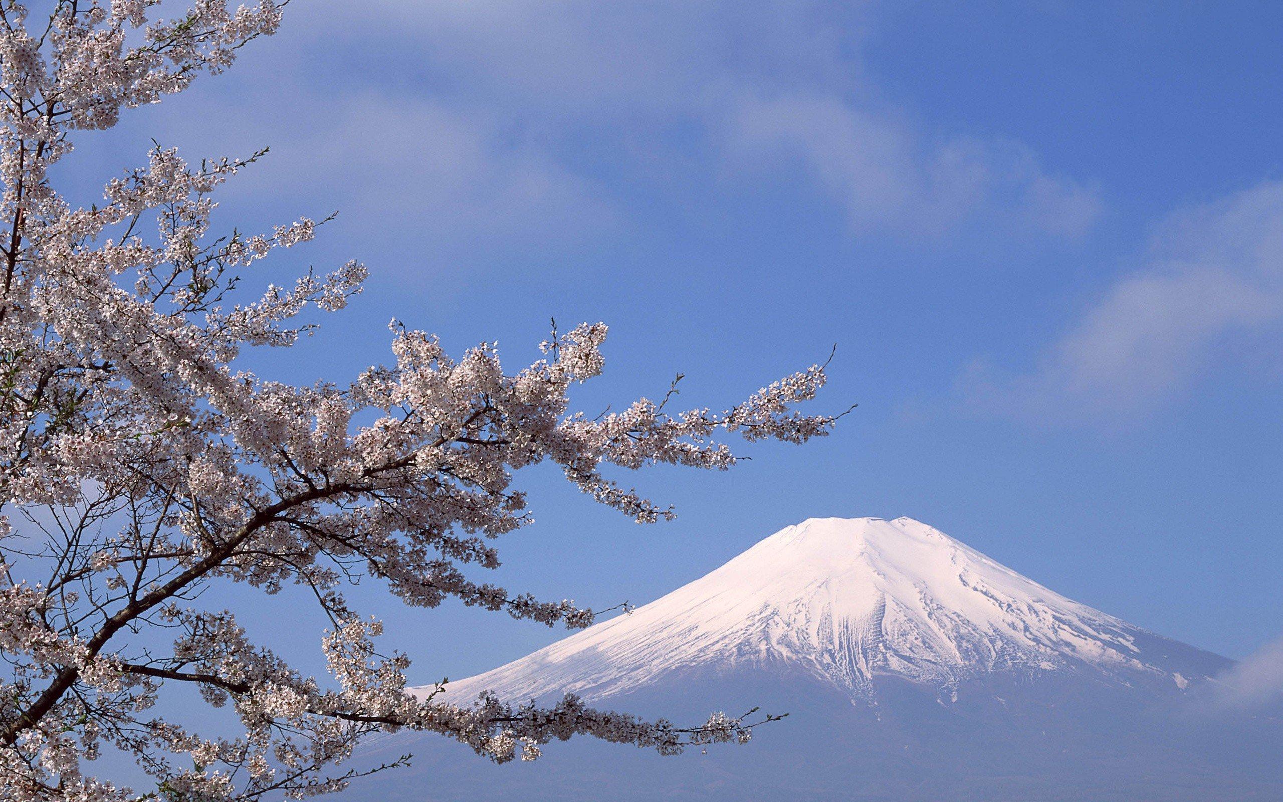 Mount Fuji Cherry Blossom Wallpapers - Top Free Mount Fuji Cherry Blossom Backgrounds ...