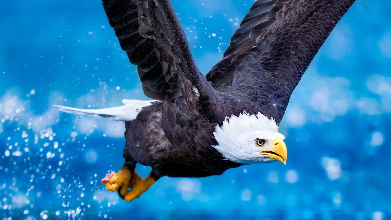 Eagle Flying Wallpapers - Top Free Eagle Flying Backgrounds ...