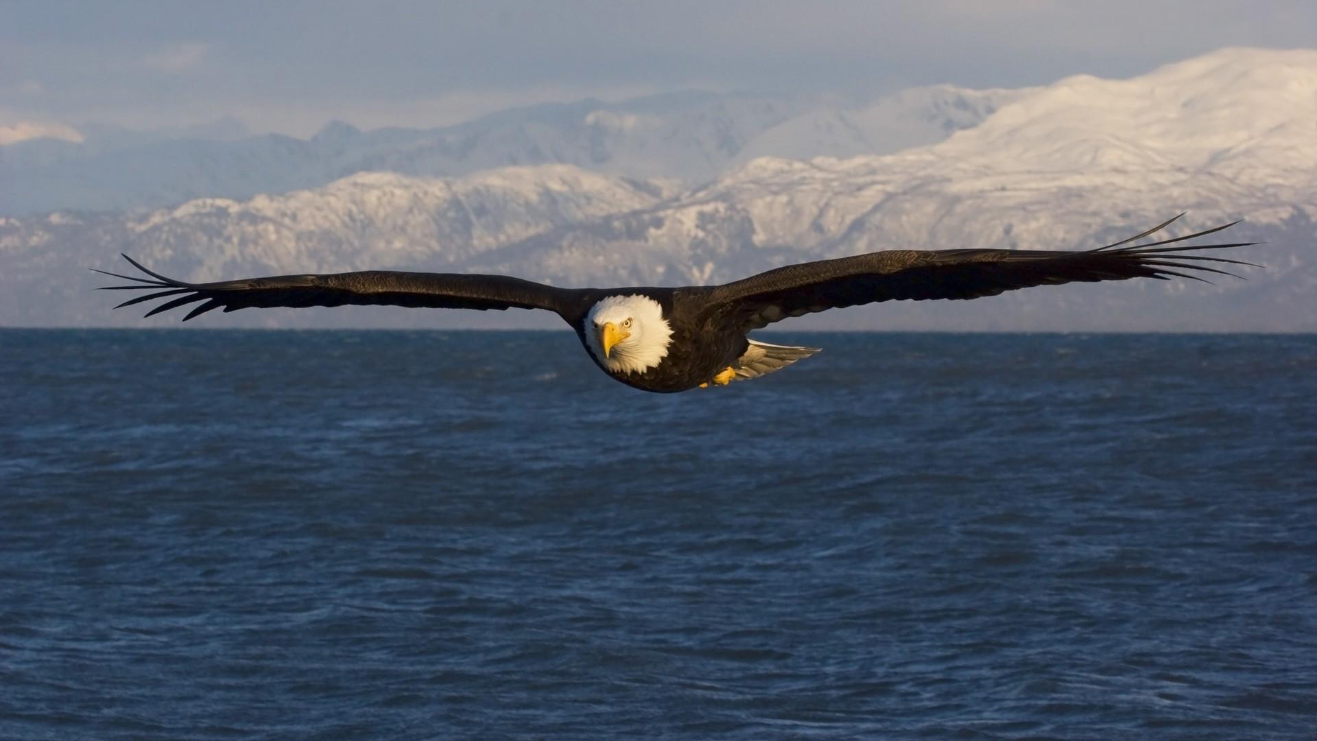 Eagle Flying Wallpapers - Top Free Eagle Flying Backgrounds ...