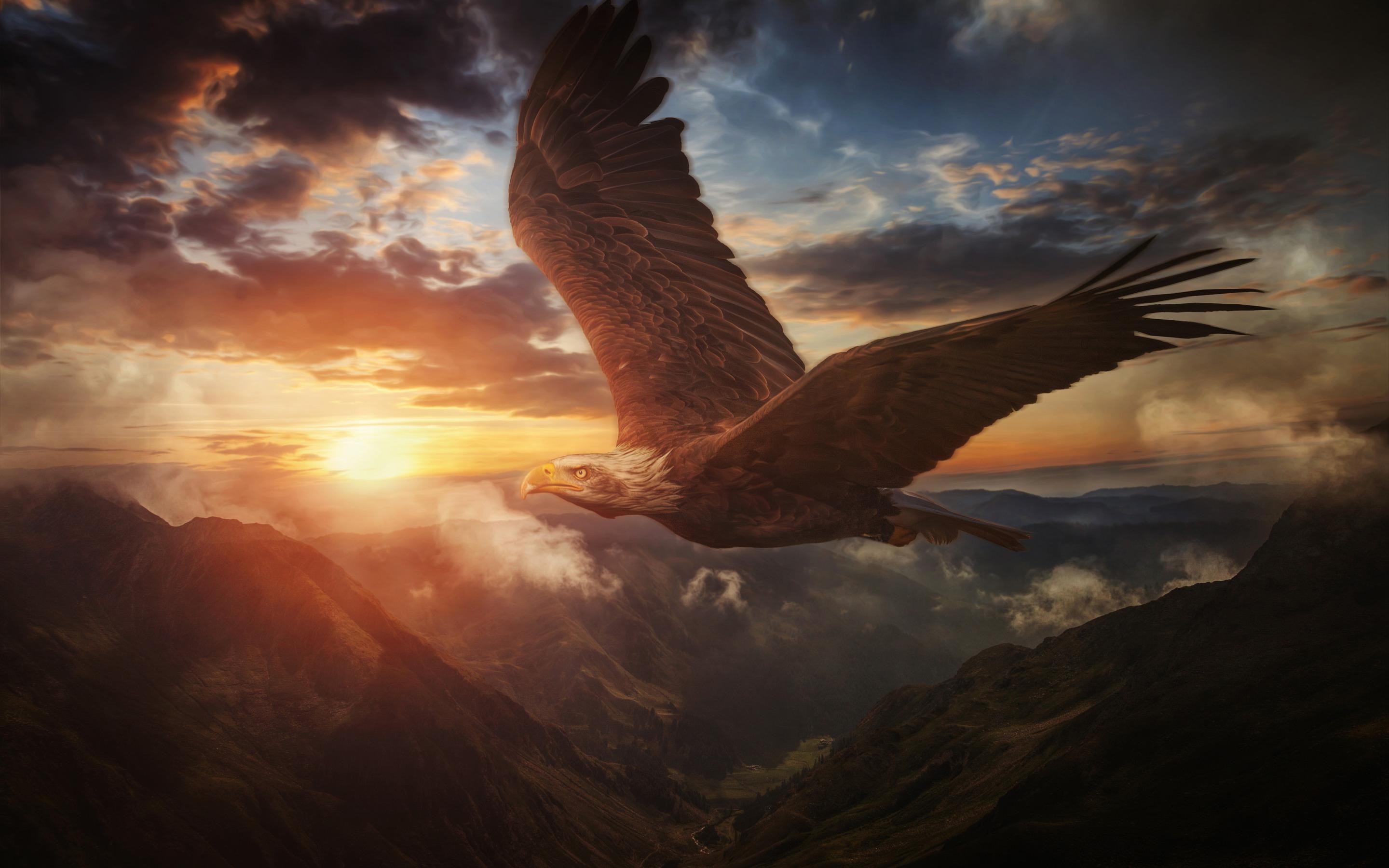 Eagle Flying Wallpapers - Top Free Eagle Flying Backgrounds ...