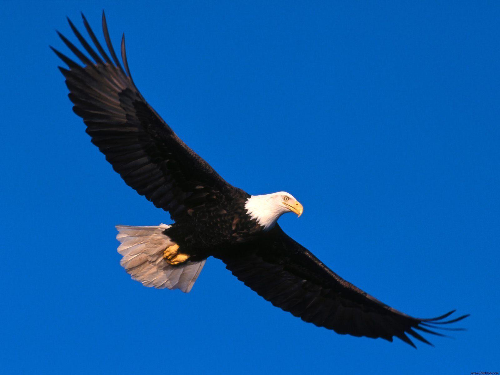 Eagle Flying Wallpapers - Top Free Eagle Flying Backgrounds ...