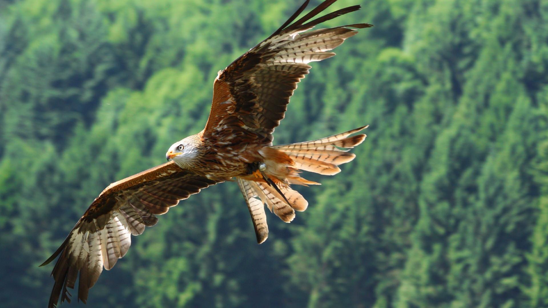 Eagle Flying Wallpapers - Top Free Eagle Flying Backgrounds ...