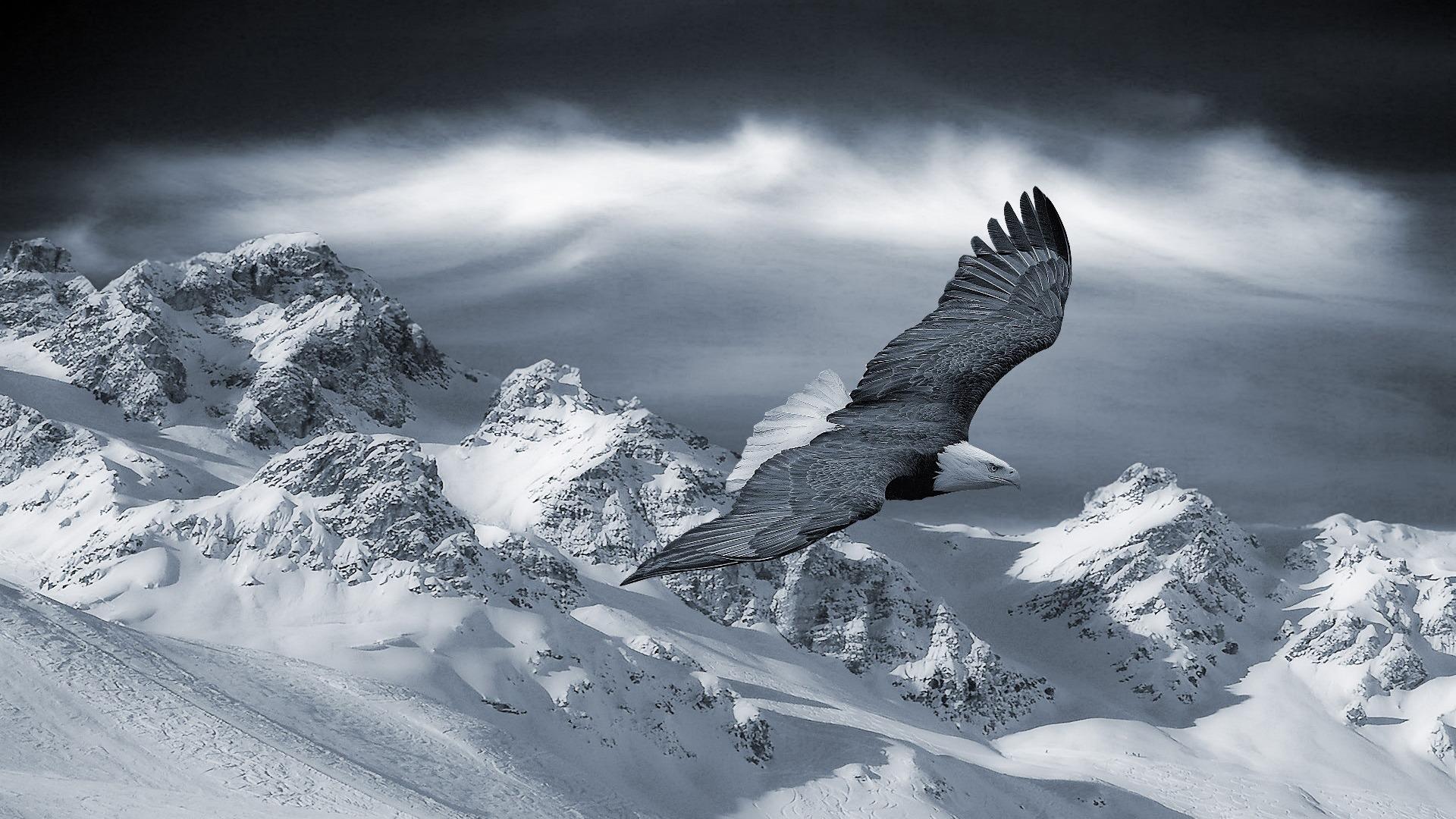 Eagle Flying Wallpapers - Top Free Eagle Flying Backgrounds ...