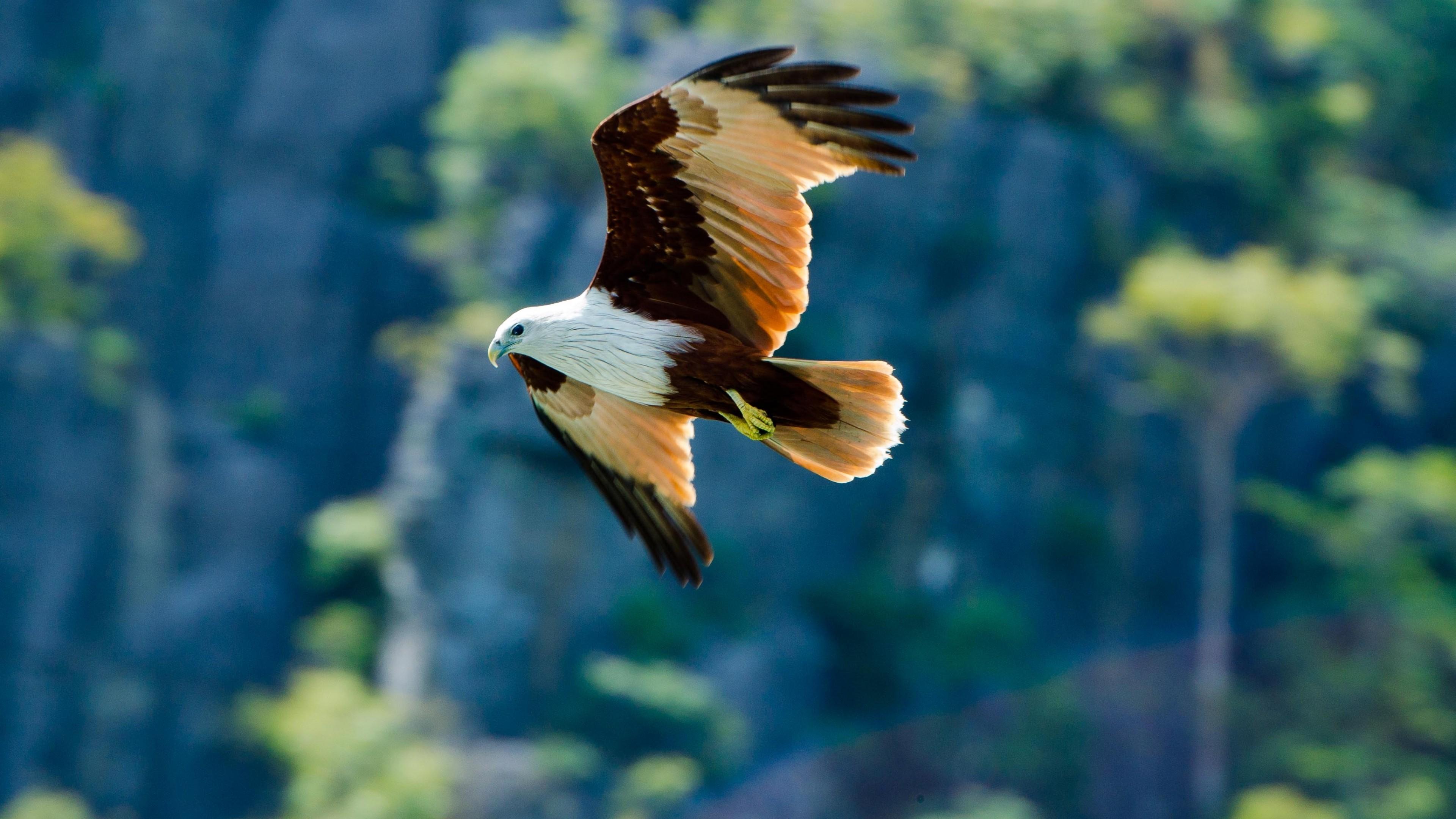 Eagle Flying Wallpapers - Top Free Eagle Flying Backgrounds ...