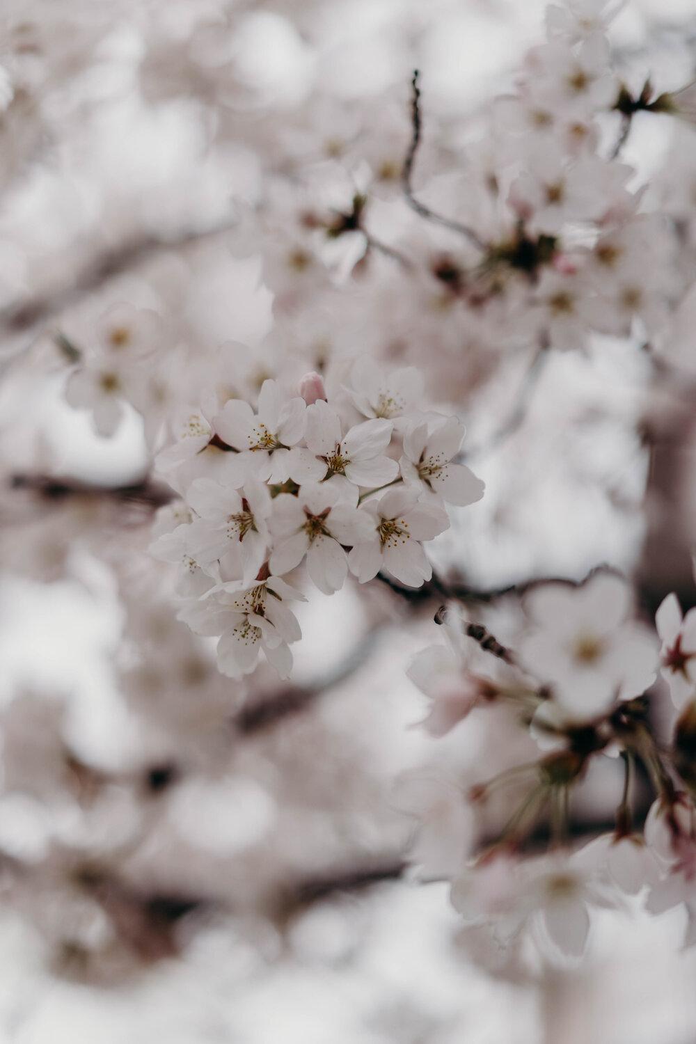 New England Spring Wallpapers - Top Free New England Spring Backgrounds ...