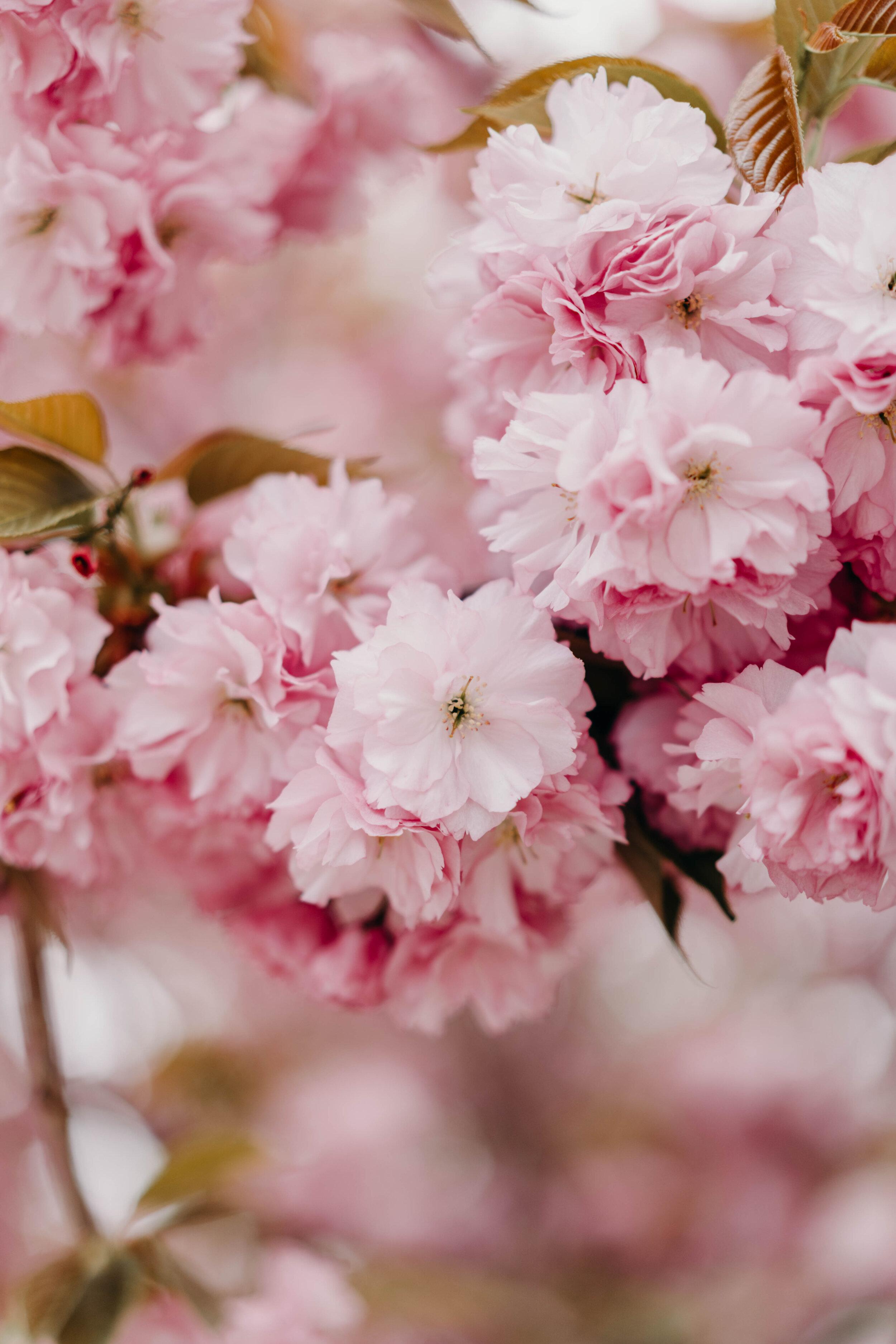 New England Spring Wallpapers - Top Free New England Spring Backgrounds ...