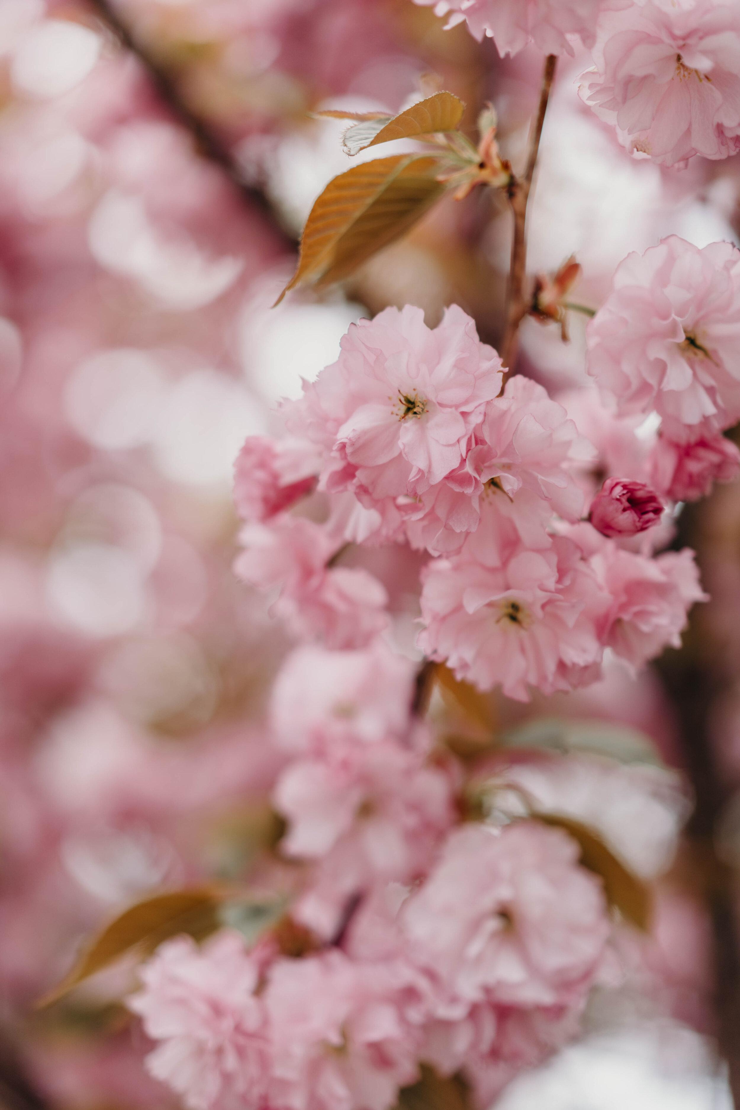 New England Spring Wallpapers - Top Free New England Spring Backgrounds ...