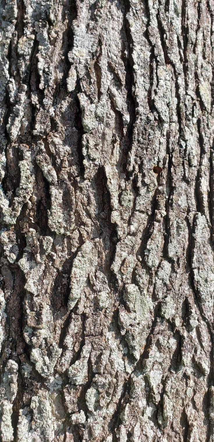 Tree Bark Wallpapers - Top Free Tree Bark Backgrounds - WallpaperAccess