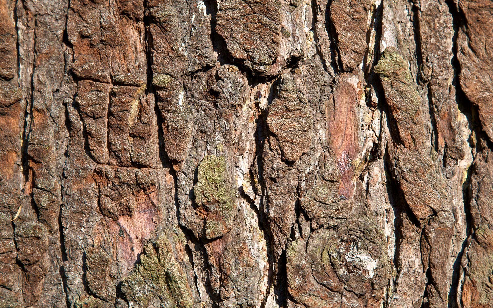 Tree Bark Wallpapers - Top Free Tree Bark Backgrounds - WallpaperAccess