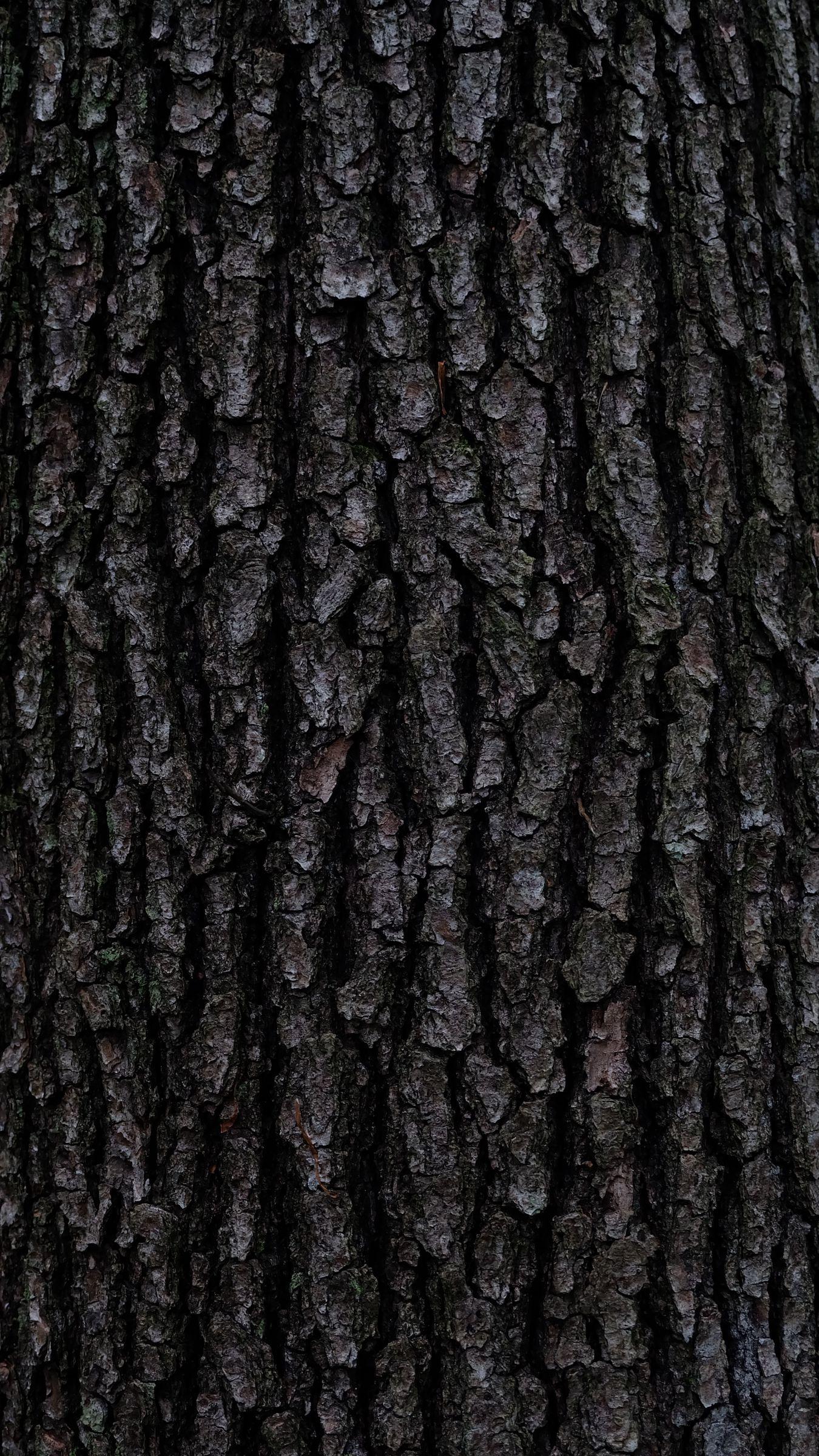 Tree Bark Wallpapers - Top Free Tree Bark Backgrounds - WallpaperAccess