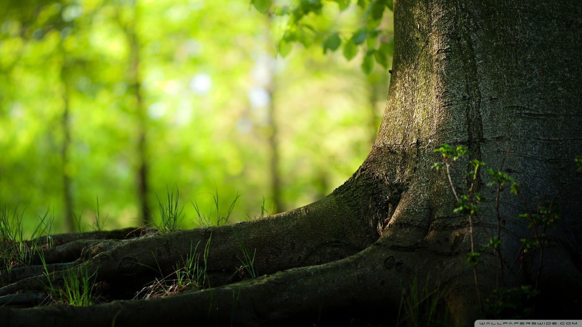 Tree Root Wallpapers - Top Free Tree Root Backgrounds - WallpaperAccess