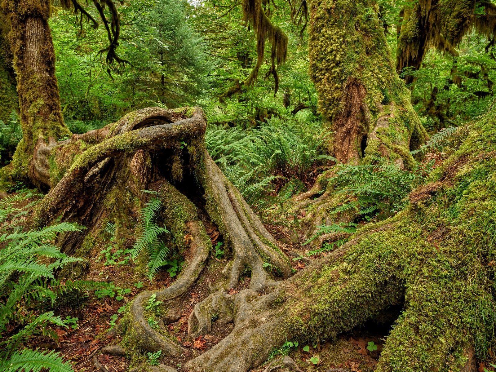 Tree Root Wallpapers - Top Free Tree Root Backgrounds - WallpaperAccess