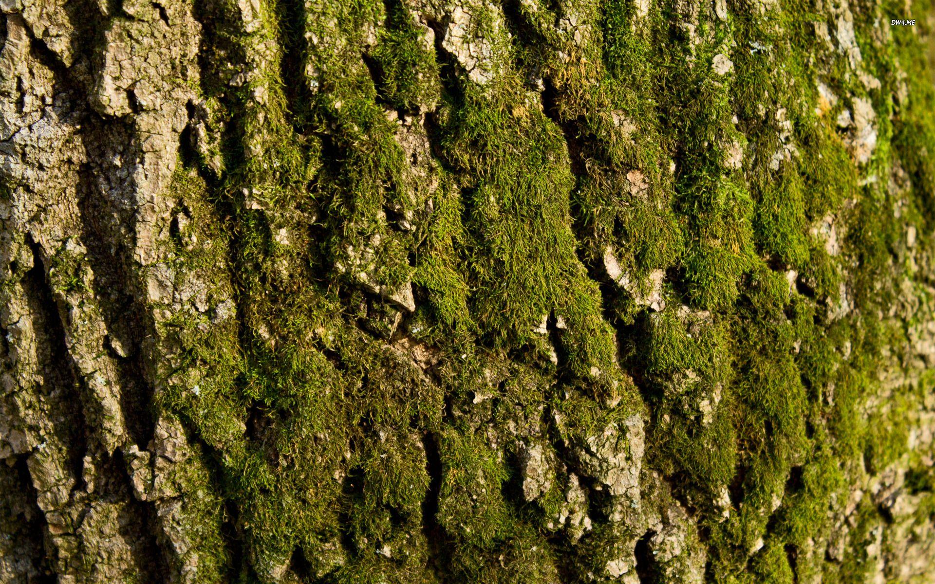 Tree Bark Wallpapers - Top Free Tree Bark Backgrounds - WallpaperAccess