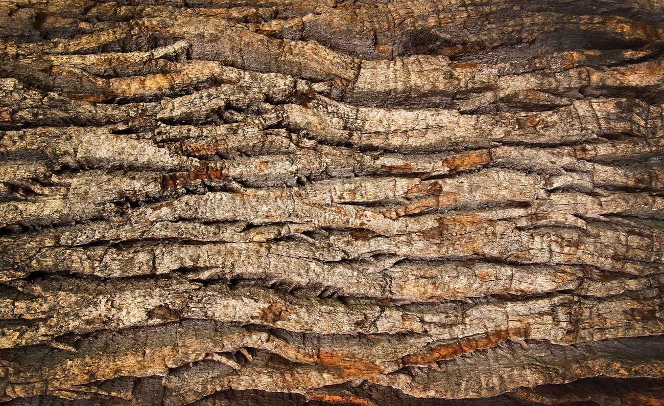 Tree Bark Wallpapers - Top Free Tree Bark Backgrounds - WallpaperAccess