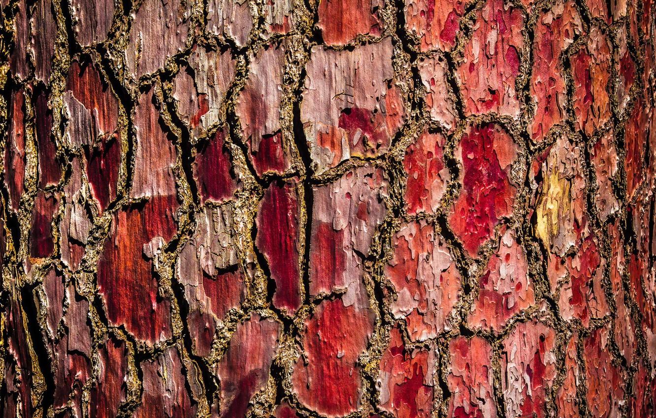 Tree Bark Wallpapers - Top Free Tree Bark Backgrounds - WallpaperAccess