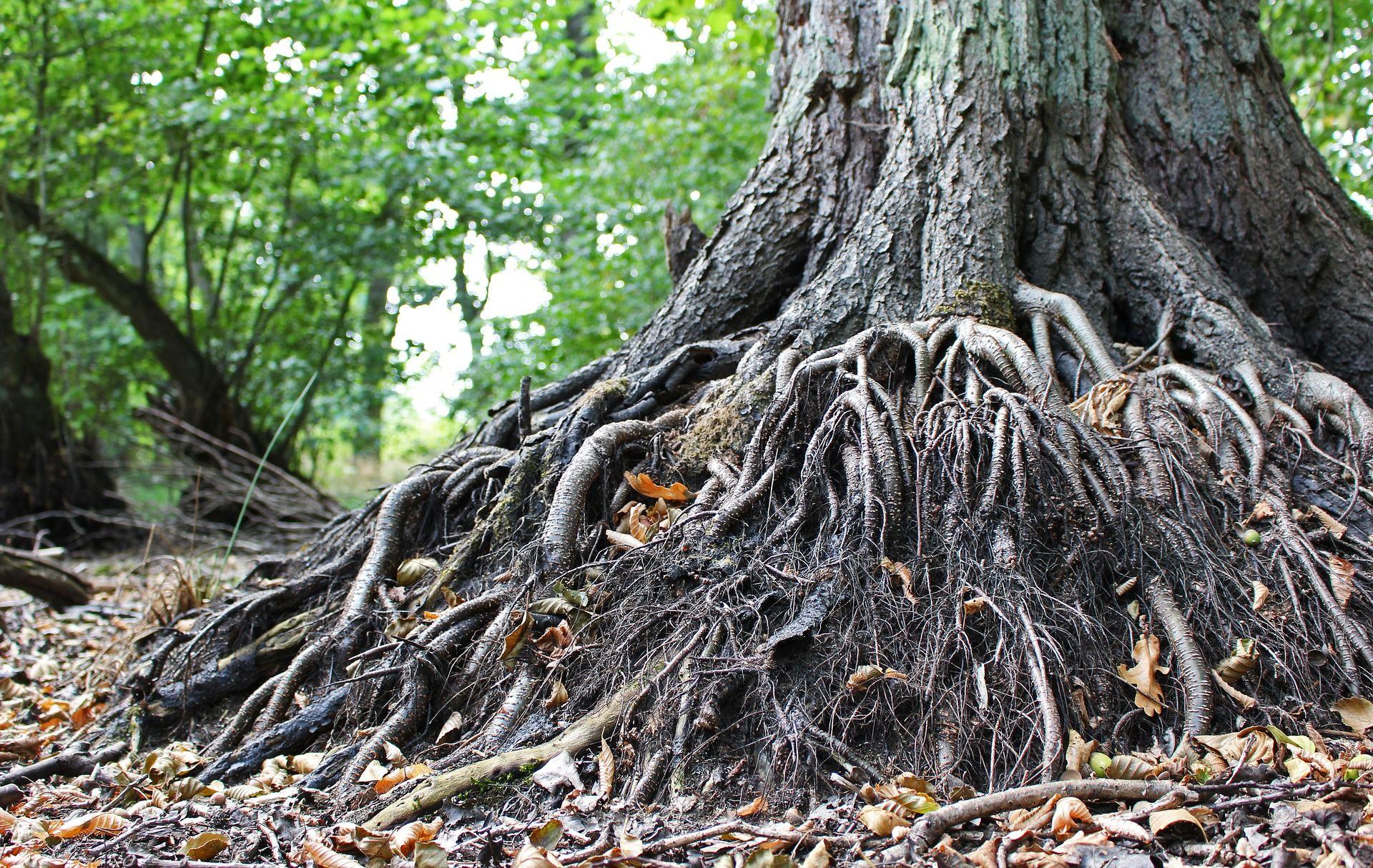 Tree Root Wallpapers - Top Free Tree Root Backgrounds - WallpaperAccess