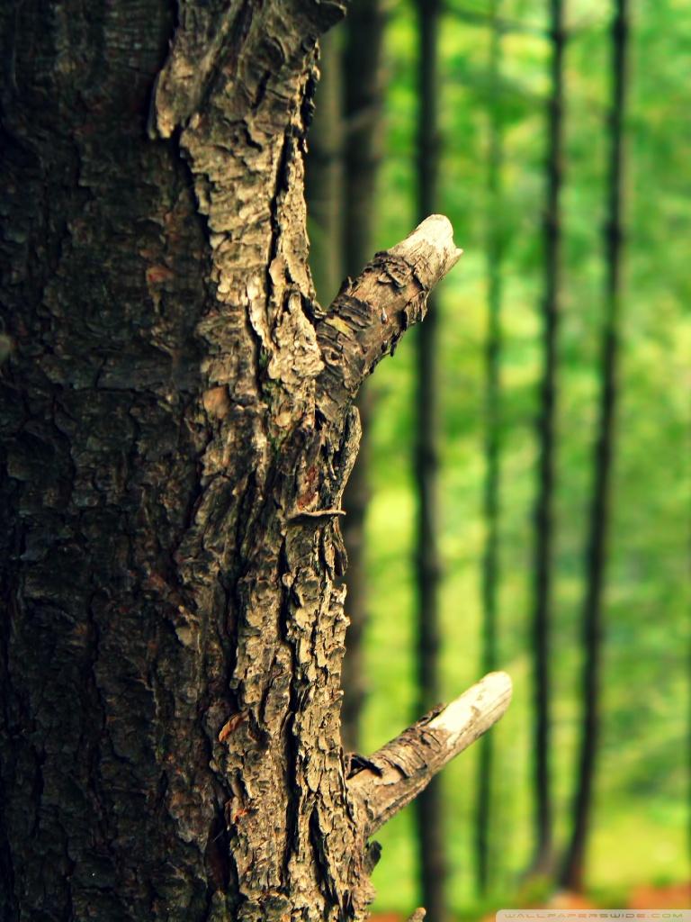 Tree Bark Wallpapers - Top Free Tree Bark Backgrounds - WallpaperAccess